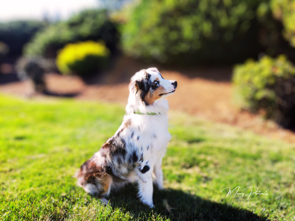 Home | American Aussies | Australian Shepherd Puppies AKC Standard ...